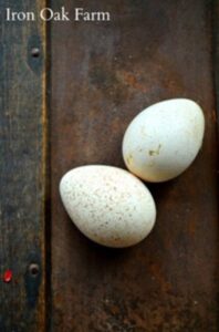 Breeding, Hatching, and Brooding Baby Turkeys - Backyard Poultry